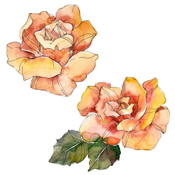 Orange Rose floral botanical flower. Wild spring leaf wildflower ...