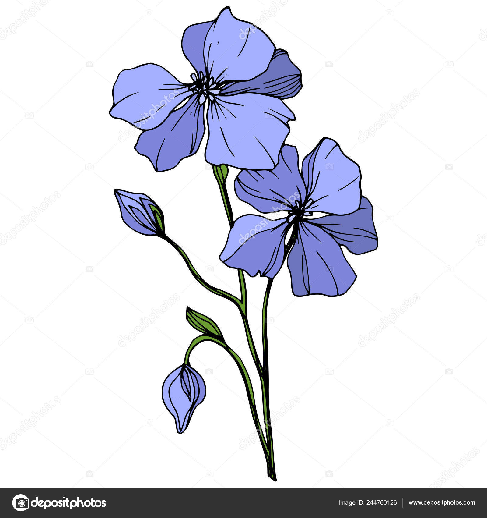 Vector Blue Flax Floral Botanical Flower Wild Spring Leaf Wildflower ...
