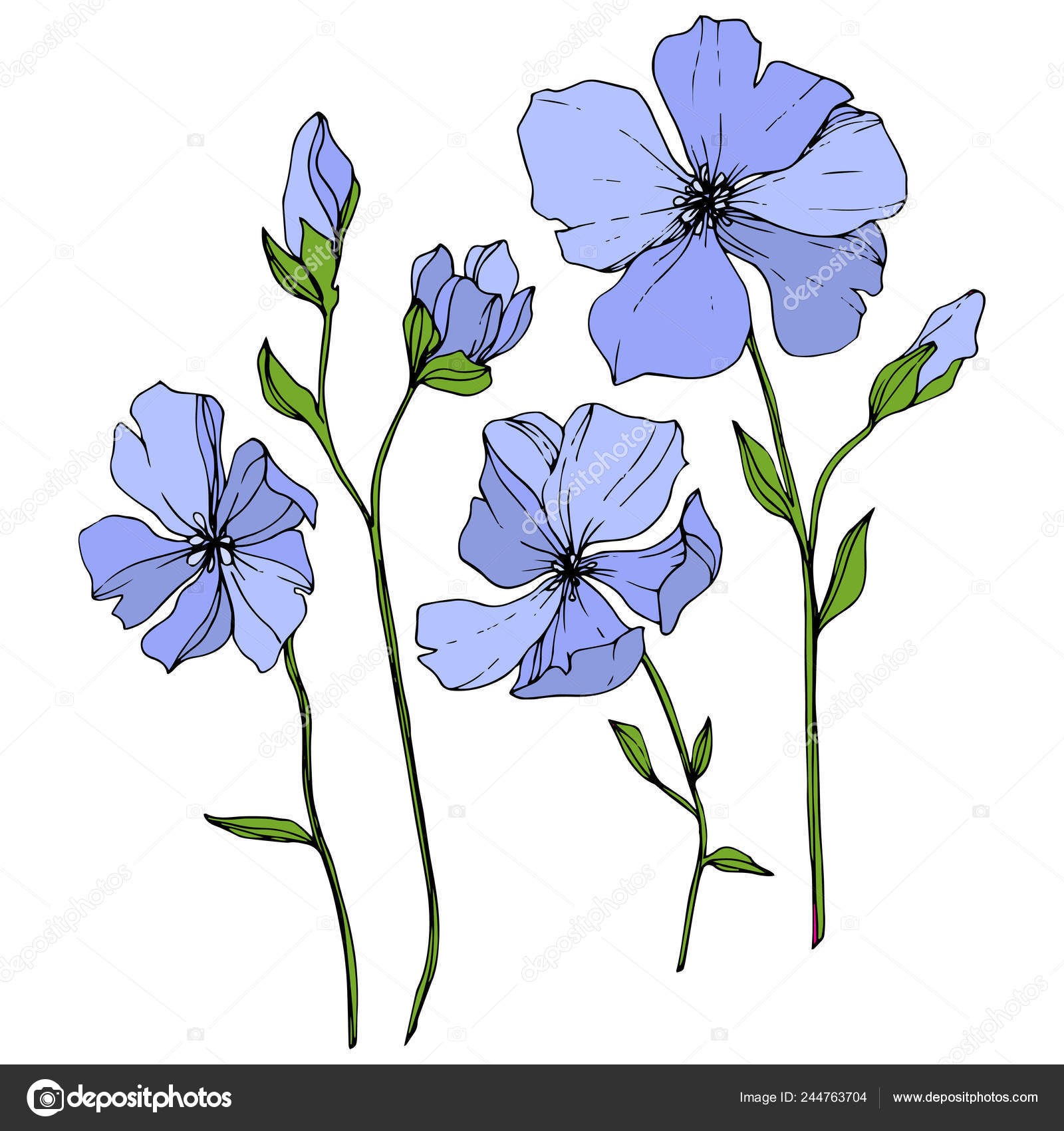 Blue Flax