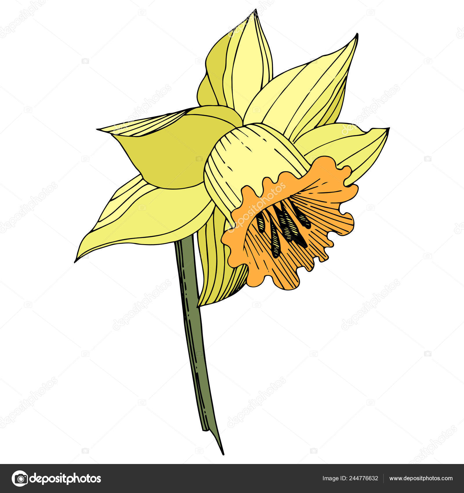 Vector Yellow Narcissus Floral Botanical Flower Wild Spring Leaf ...