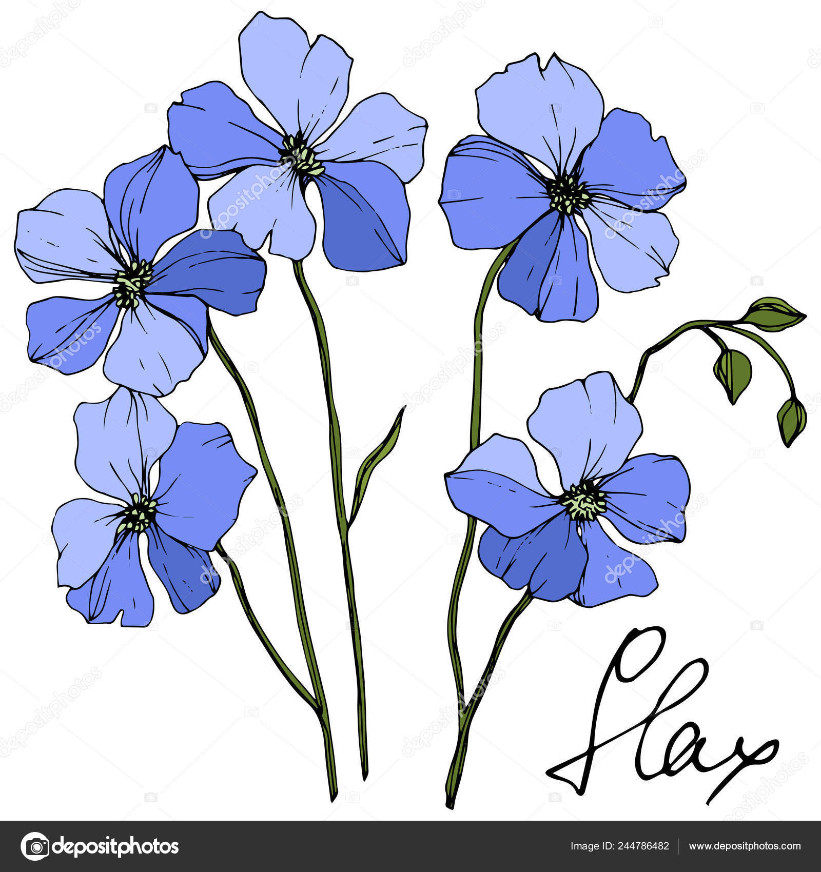 Vector Blue Flax Floral Botanical Flower Wild Spring Leaf Wildflower ...