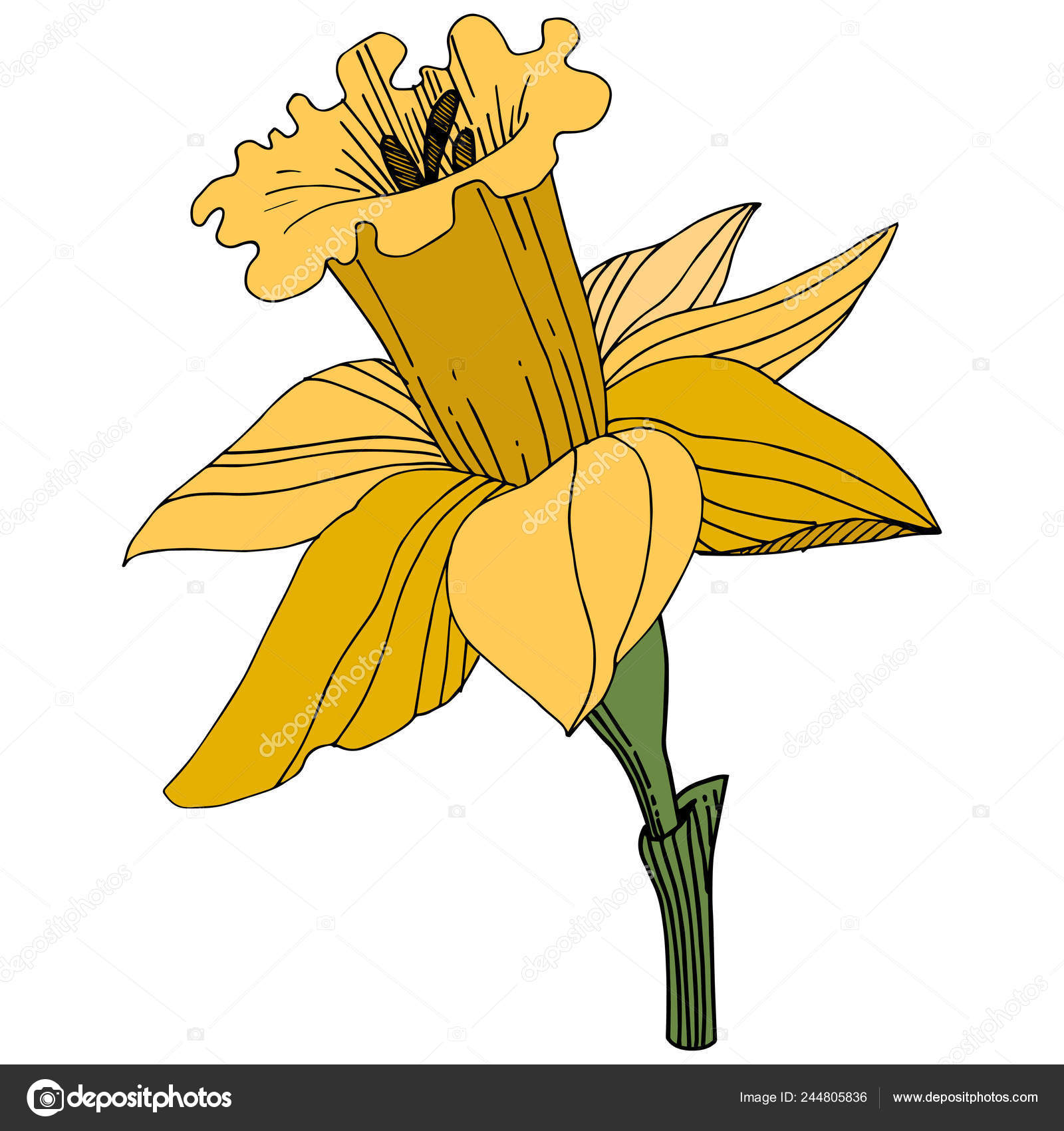 Vector Yellow Narcissus Floral Botanical Flower Wild Spring Leaf ...
