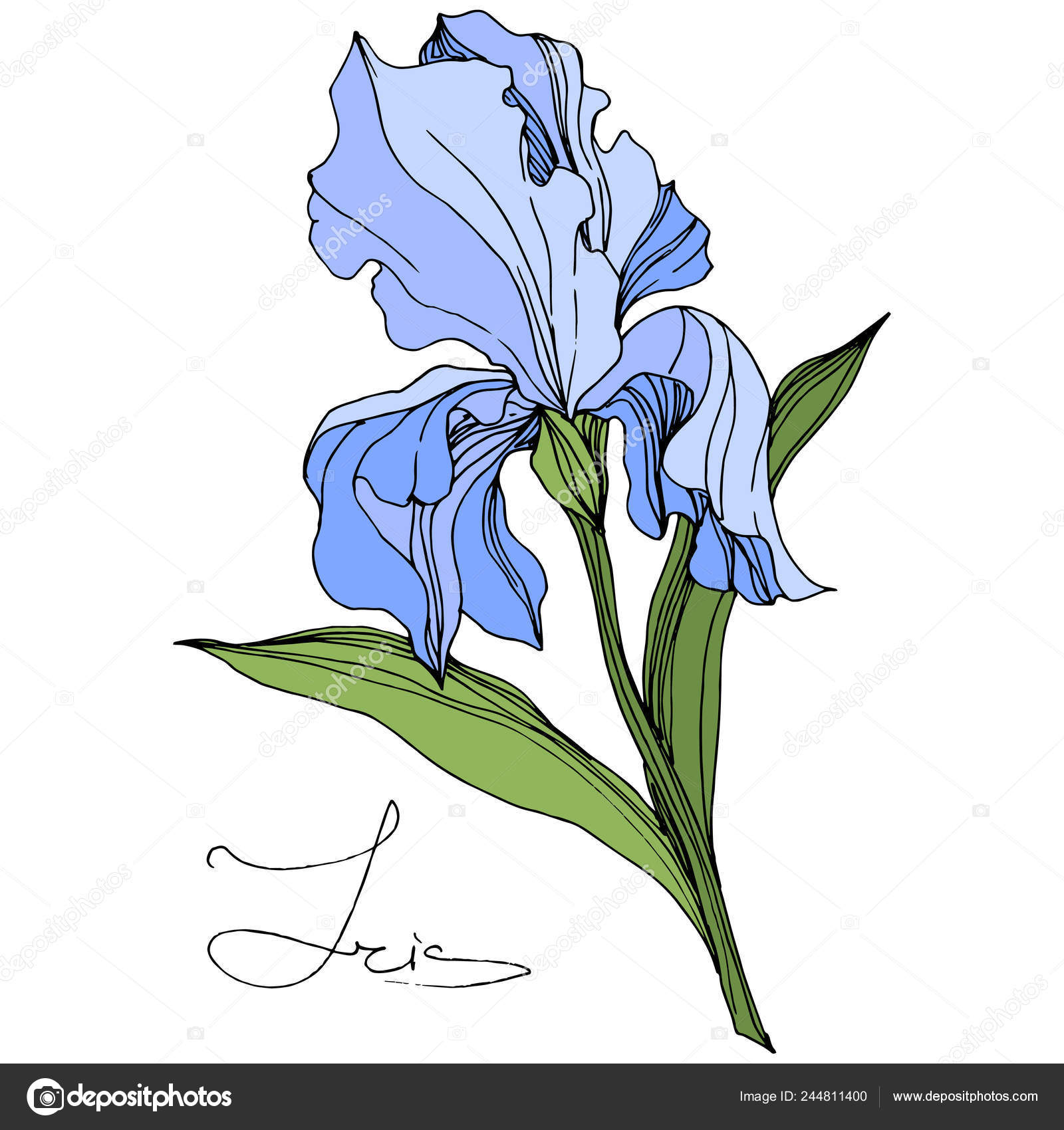 Vector Blue Iris Isolated White Engraved Ink Art Isolated Iris Stock ...