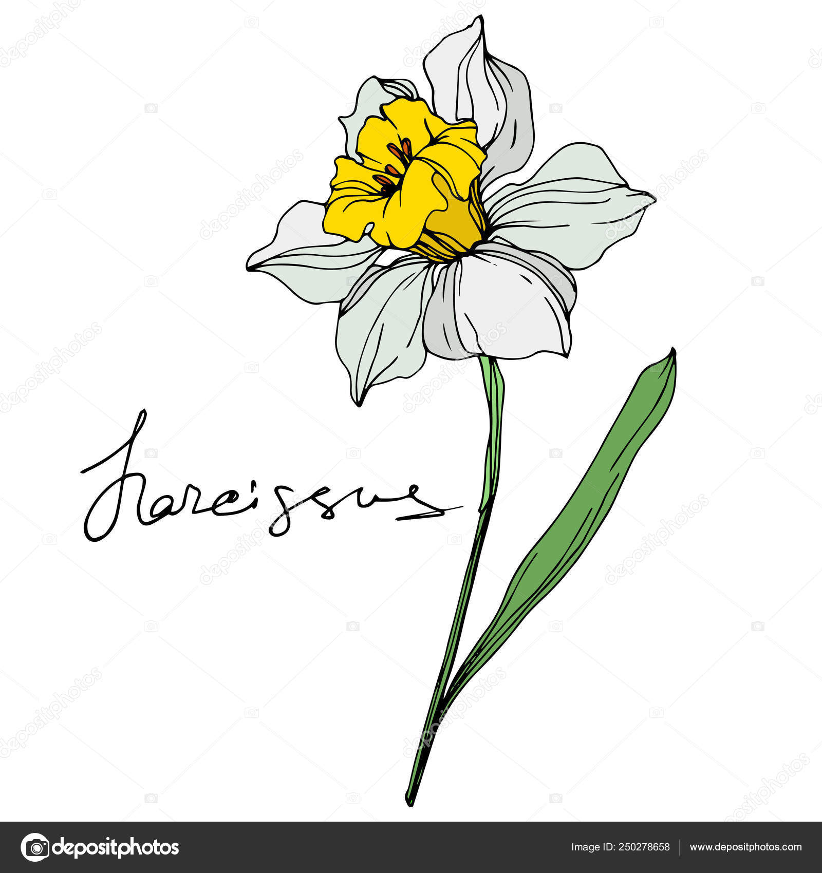 Vector Narcissus Flower Illustration Element White Background Lettering ...