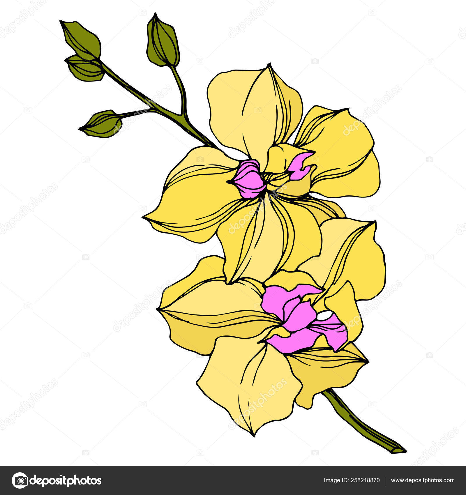 Vector Yellow Orchid Flowers Isolated White Engraved Ink Art Stock ...