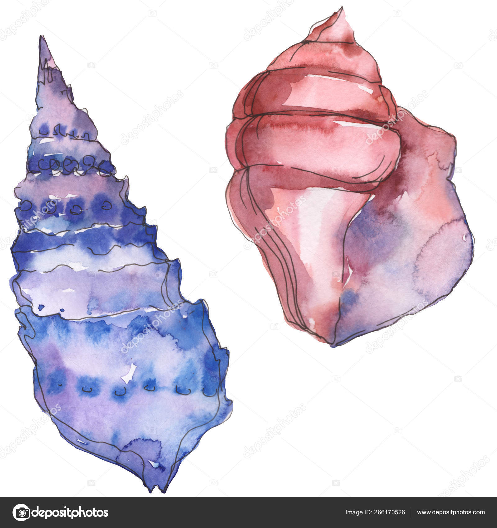 Blue Purple Marine Tropical Seashell Isolated White Watercolor ...