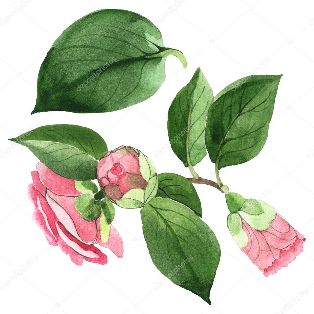 Rosa camelia flores bot nicas florales. Conjunto de ilustraci n de fondo acuarela. Elemento de ...