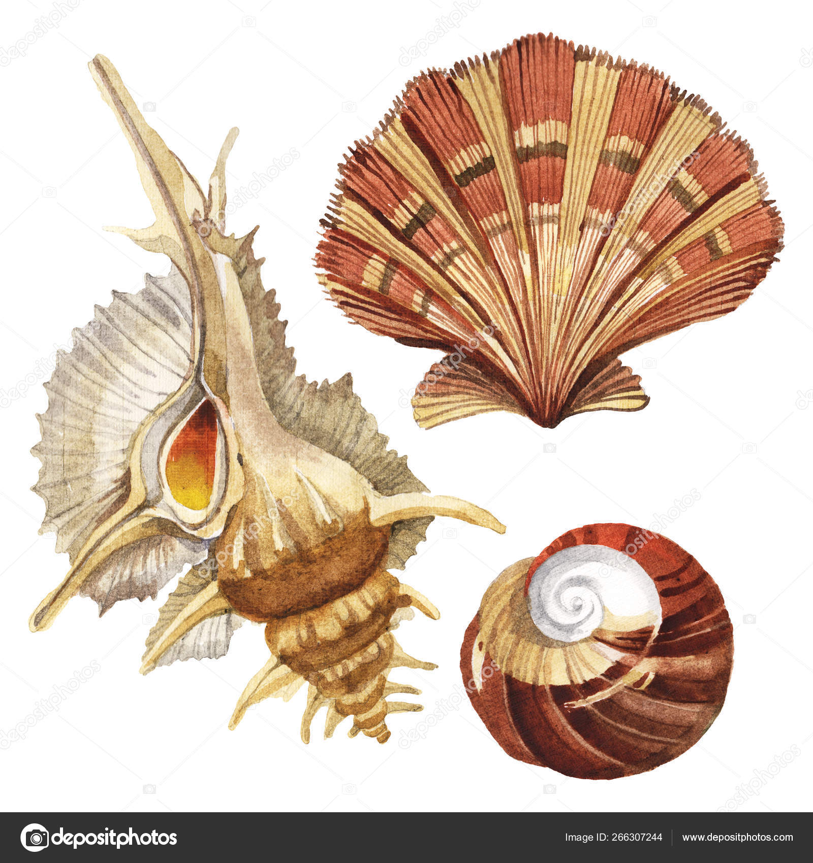 Seashells Tropical Elements Isolated White Watercolor Background ...