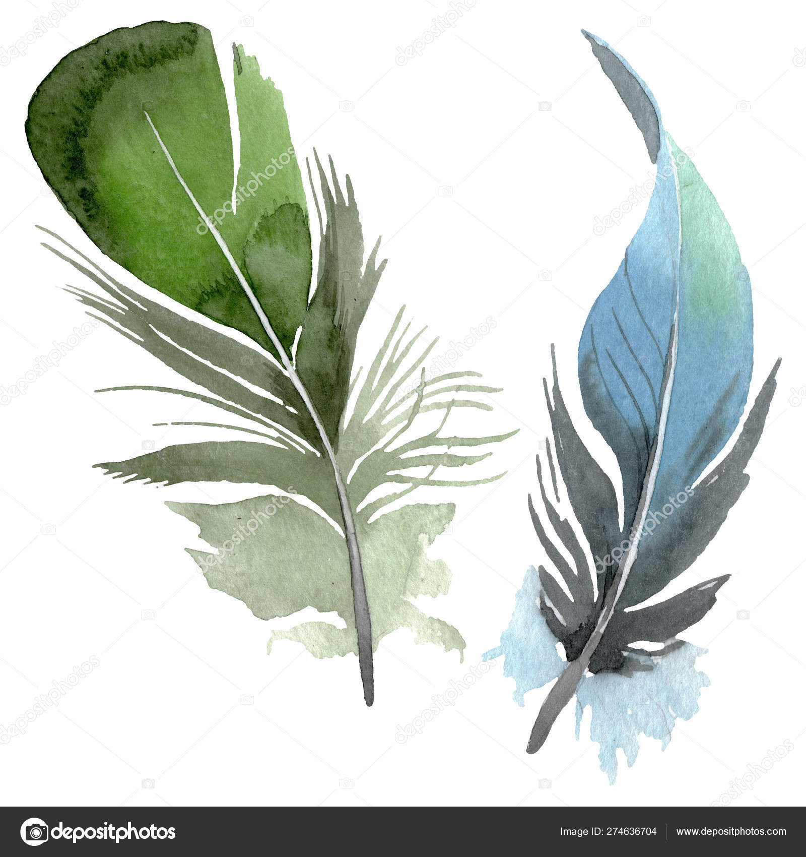 Bird feather from wing isolated. Watercolor background illustration set ...