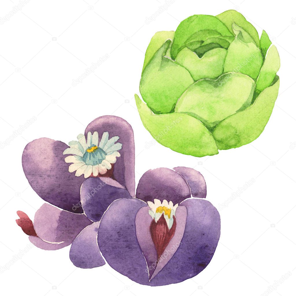 Suculenta flor bot nica floral. Flor silvestre de hoja de primavera aislada. Conjunto de ...