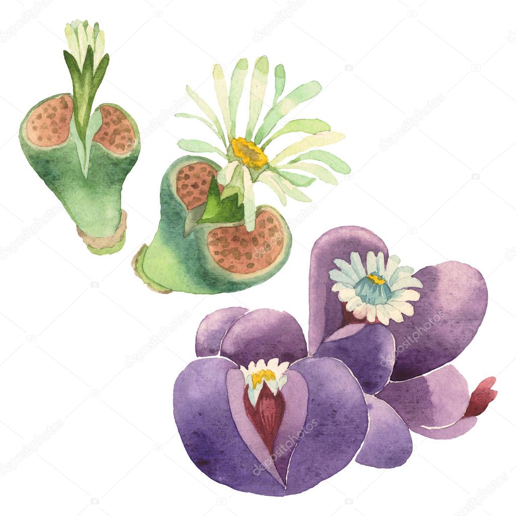 Suculenta flor bot nica floral. Flor silvestre de hoja de primavera aislada. Conjunto de ...