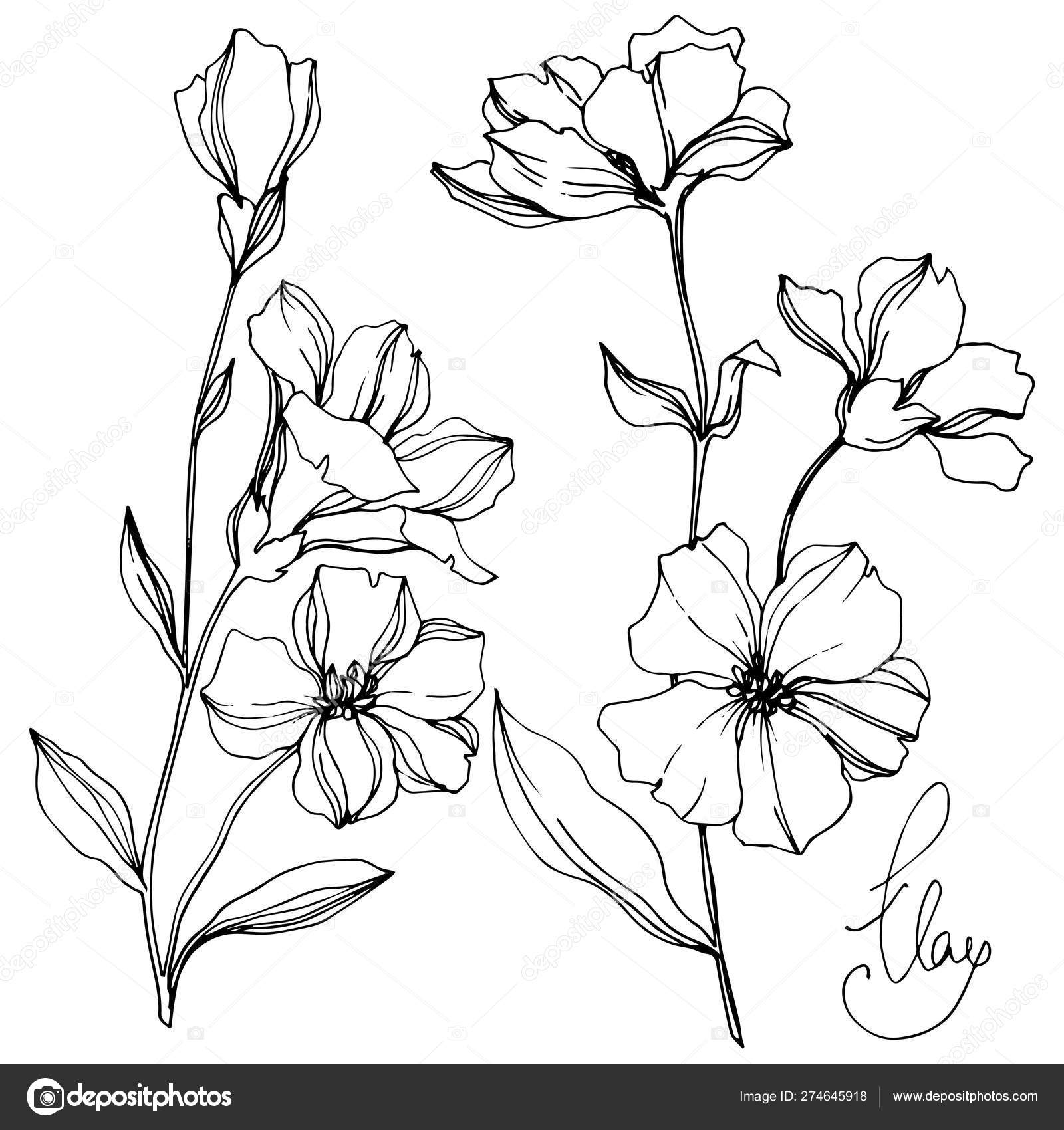 Vector Flax floral botanical flowers. Black and white engraved ink art ...