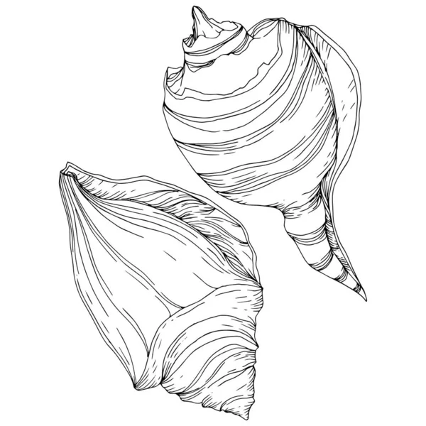 100,000 Sketched shells Vector Images | Depositphotos