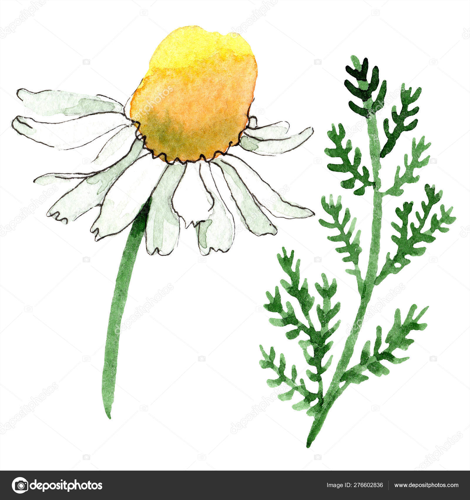 Chamomile Plant Drawing
