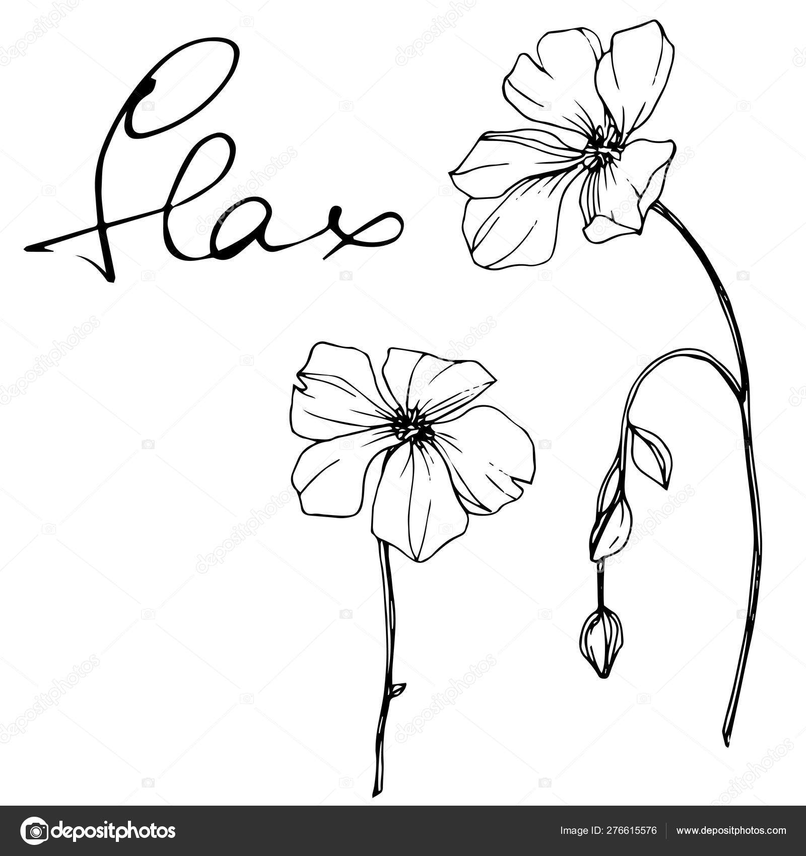 Vector Flax floral botanical flower. Black and white engraved ink art ...