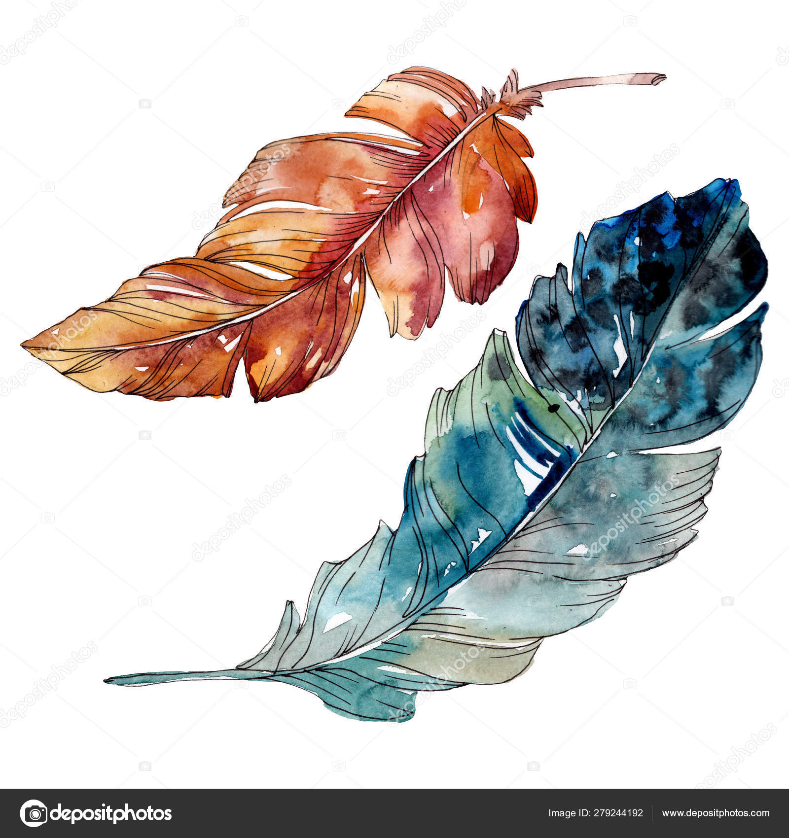 Colorful bird feather from wing isolated. Watercolor background ...