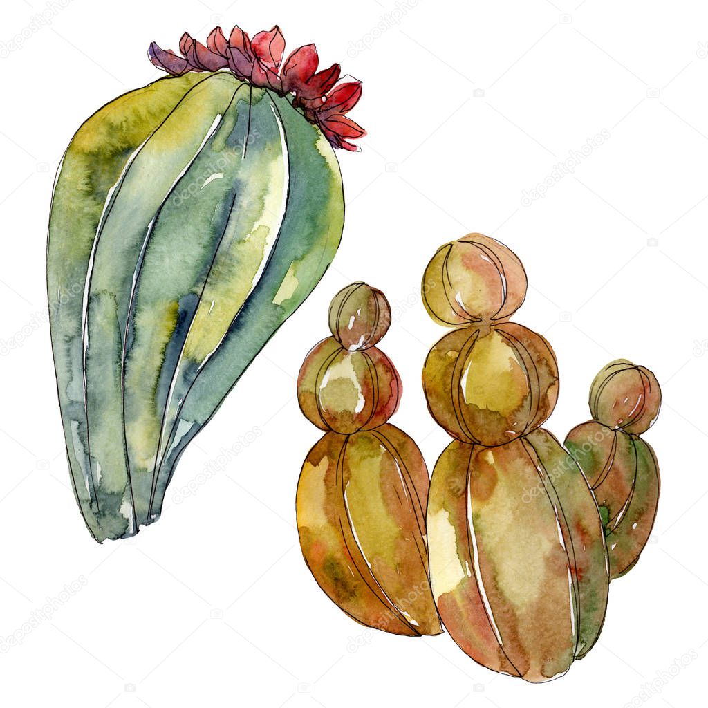 Flores bot nicas florales de cactus. Flor silvestre de hoja de primavera aislada. Conjunto de ...