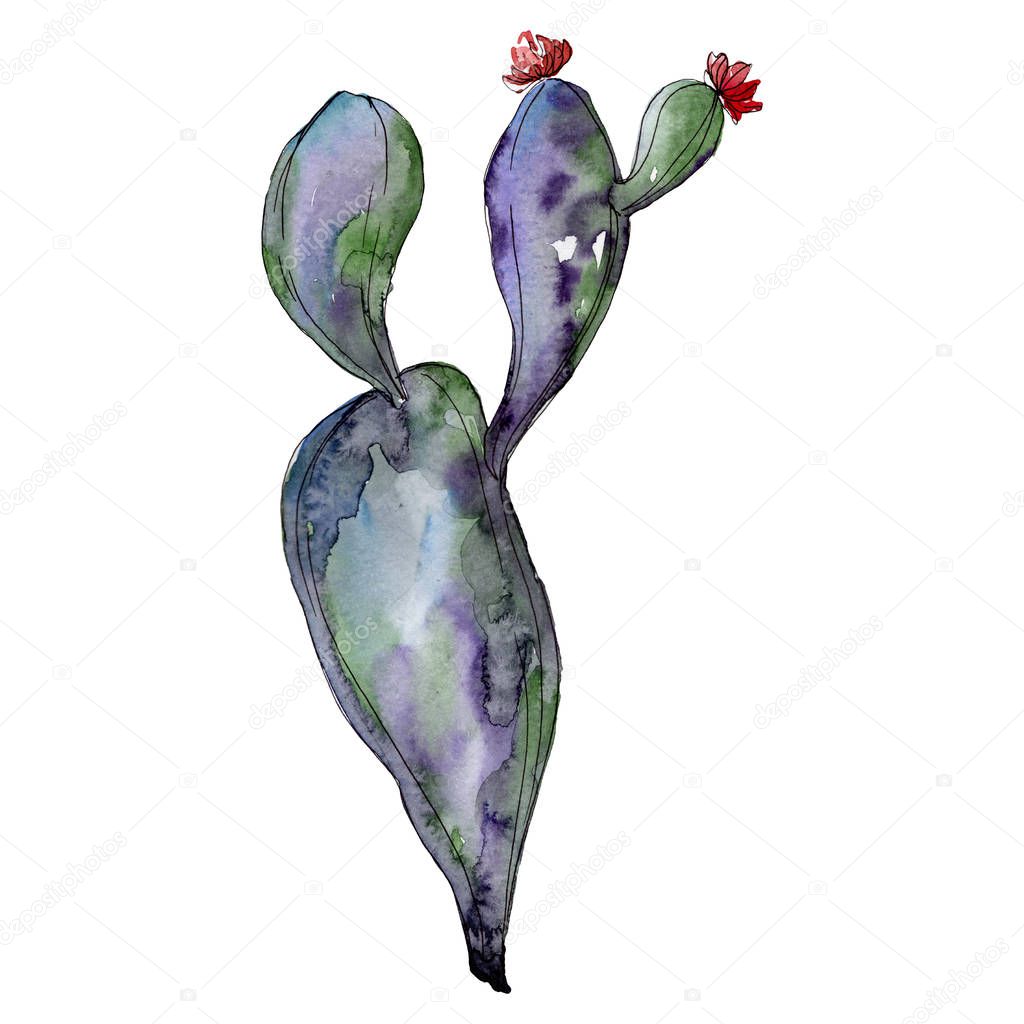 Flores bot nicas florales de cactus. Flor silvestre de hoja de primavera aislada. Conjunto de ...