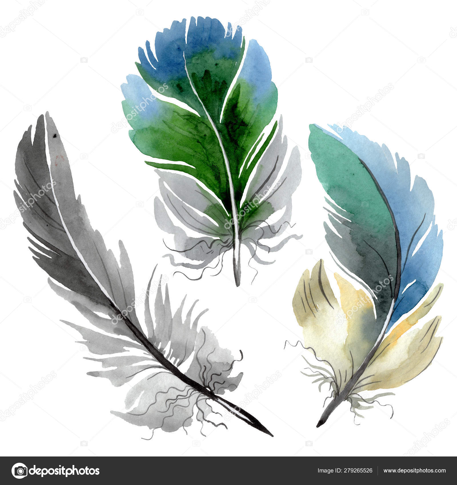 Colorful bird feather from wing isolated. Watercolor background ...