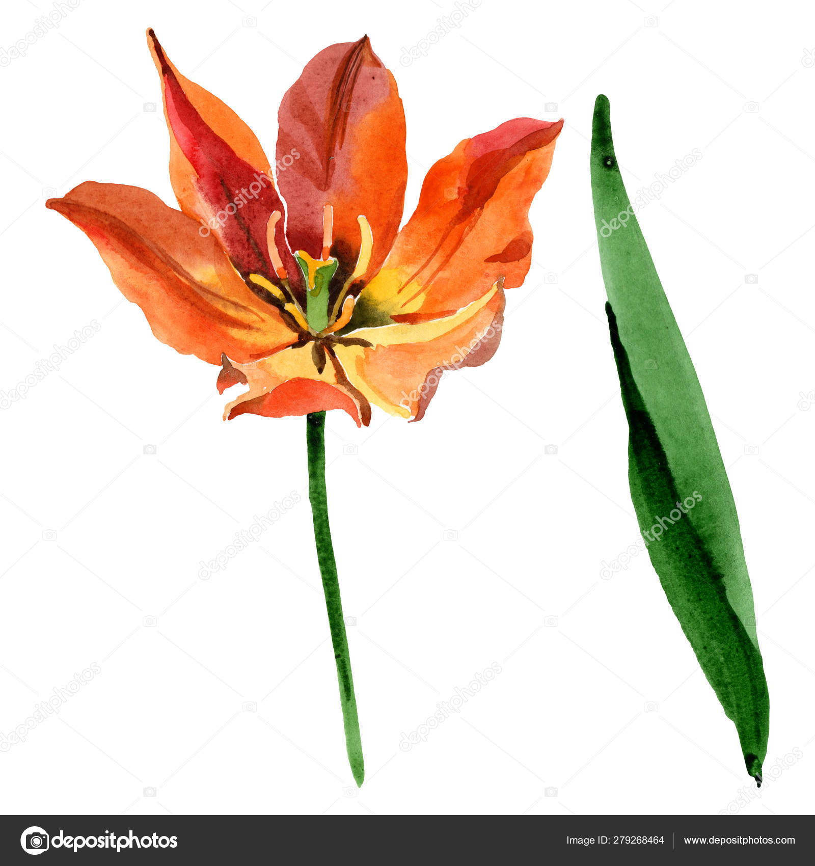 Orange tulip floral botanical flowers. Watercolor background ...