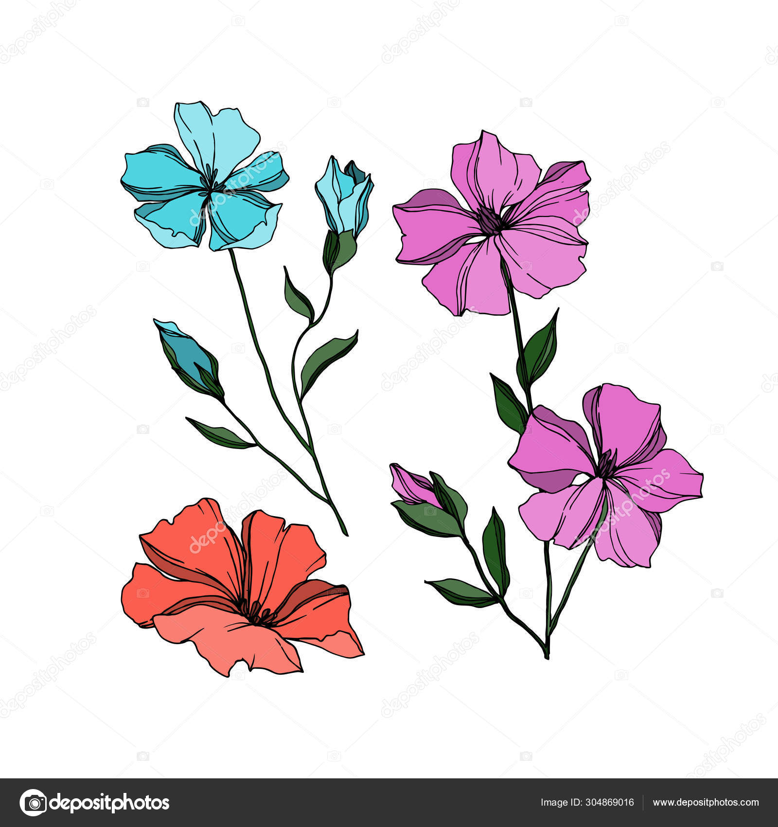 Vector Flax floral botanical flowers. Black and white engraved ink art ...