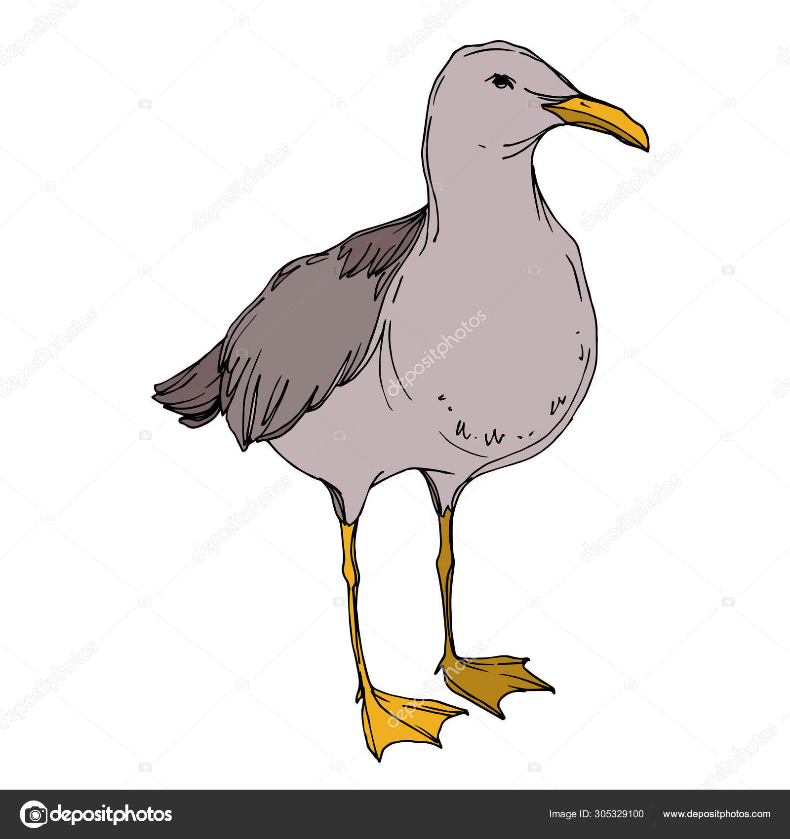 Vector Sky bird seagull in a wildlife isolated. Black and white ...