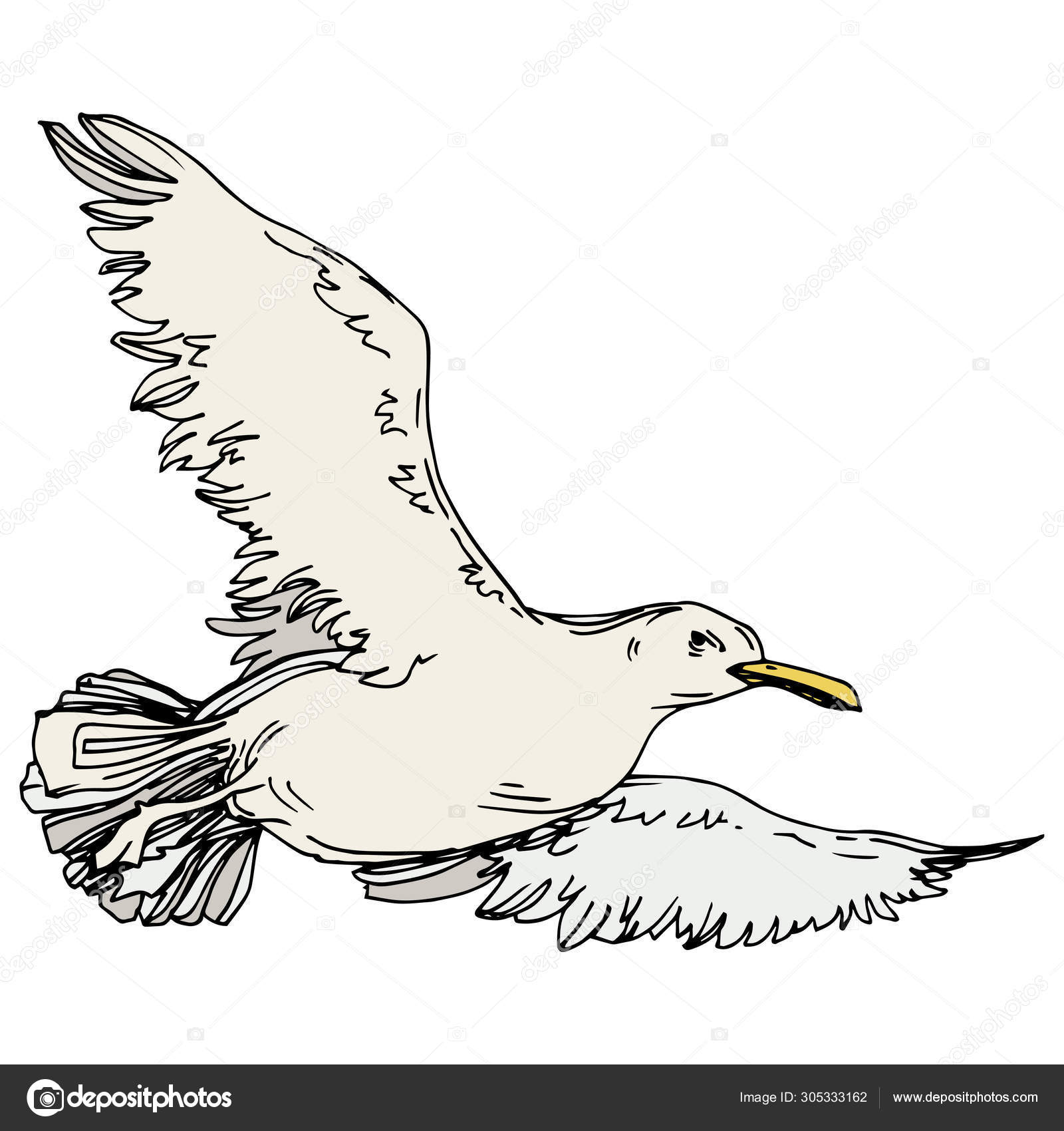 Sky bird seagull in a wildlife. Black and white engraved ink art ...