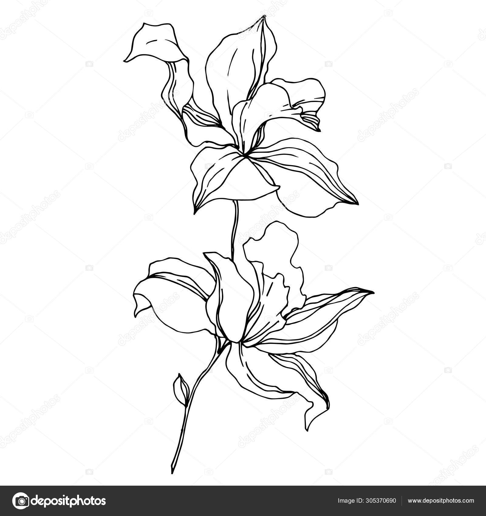 Vector Orchid floral botanical flowers. Black and white engraved ink ...