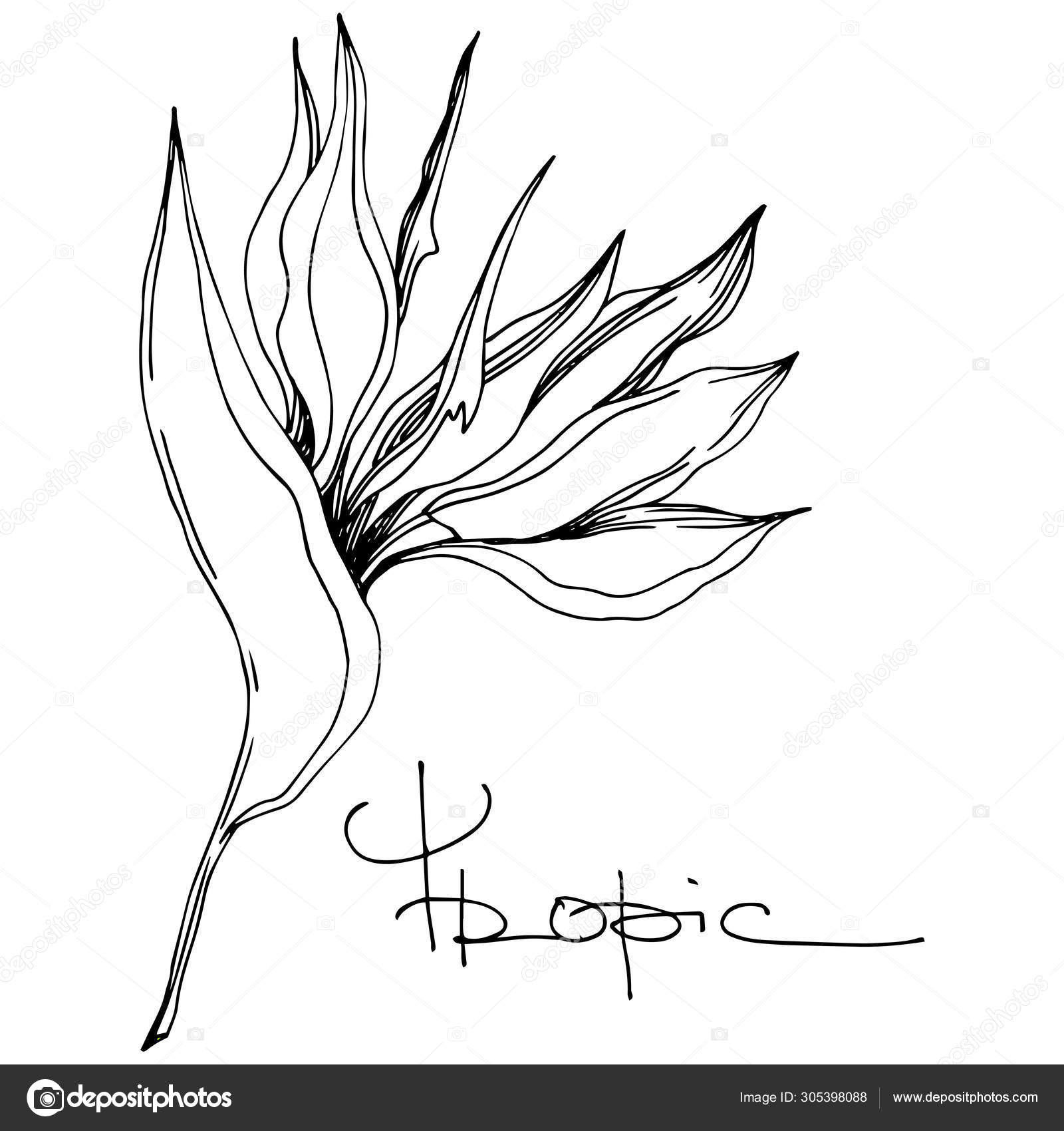 Vector Palm beach tree leaves jungle flowers. Black and white engraved ...