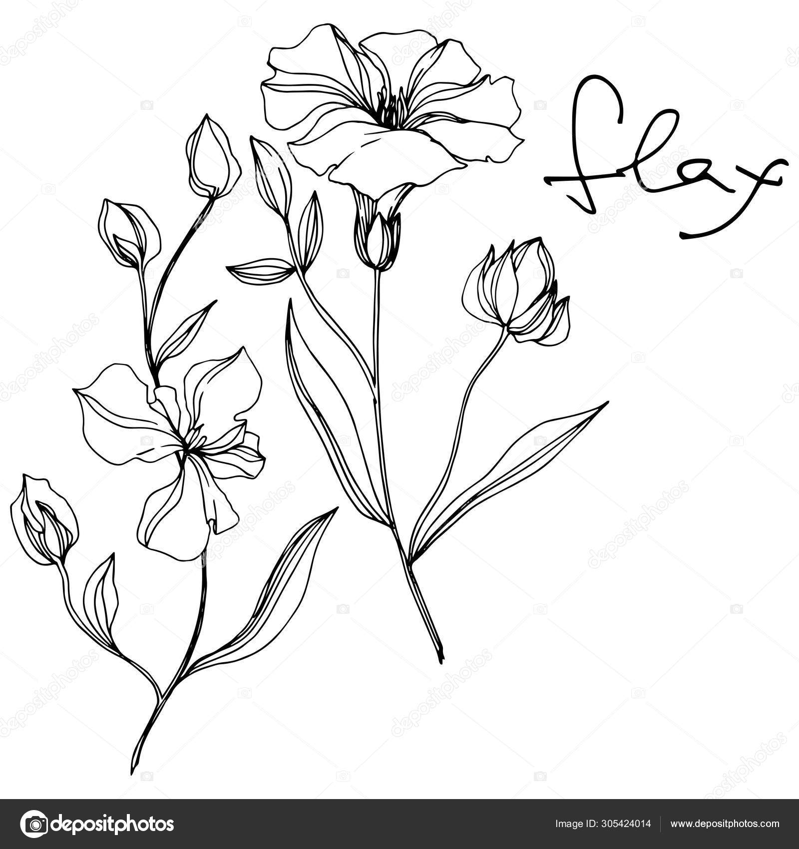 Vector Flax floral botanical flowers. Black and white engraved ink art ...