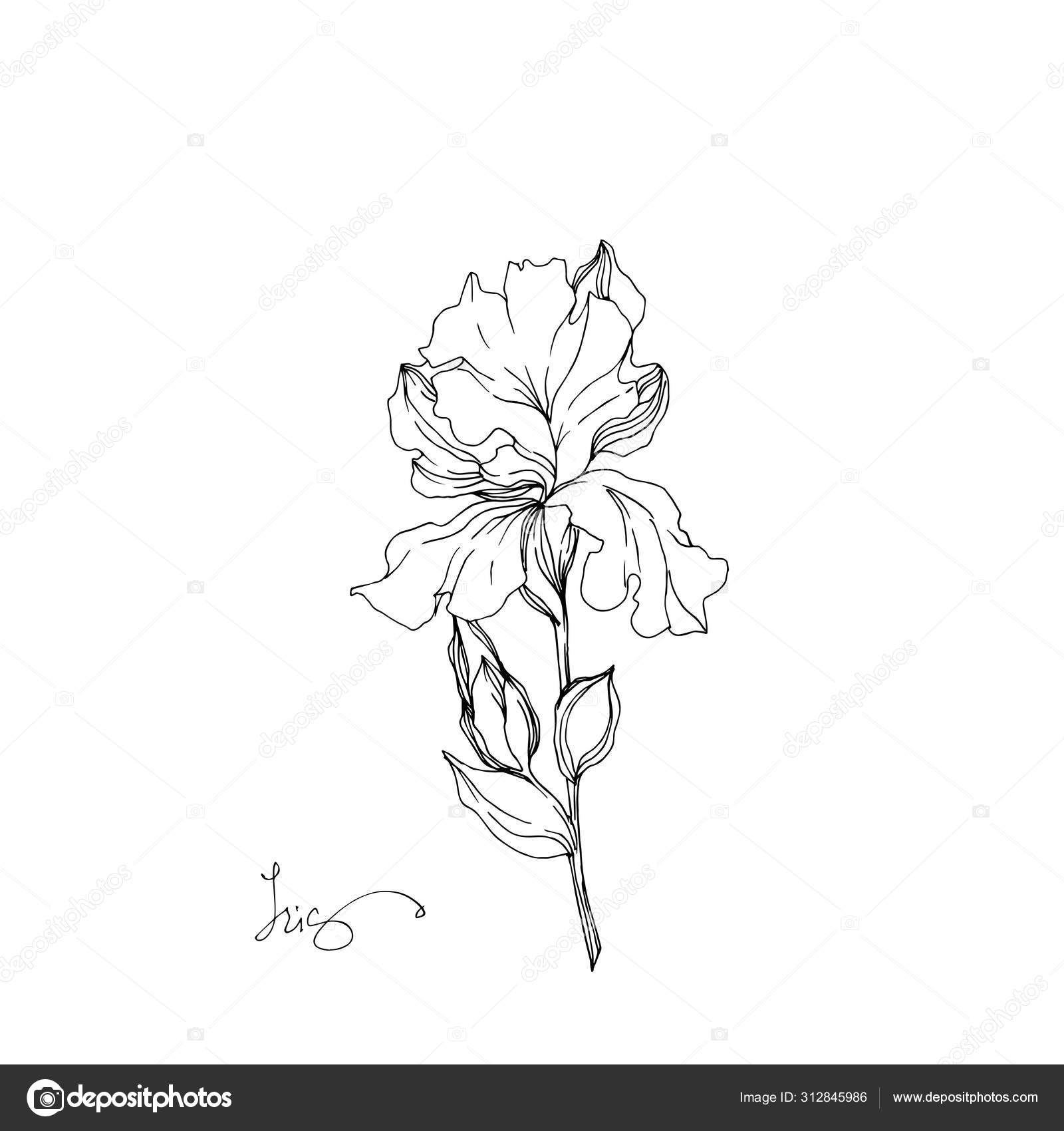 Vector Iris floral botanical flowers. Black and white engraved ink art ...