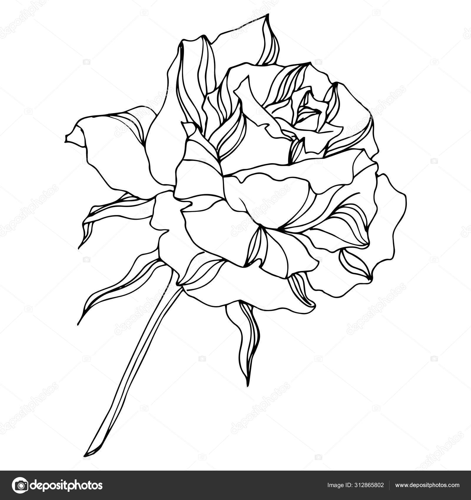 Vector Rose floral botanical flowers. Engraved ink art. Isolated roses ...