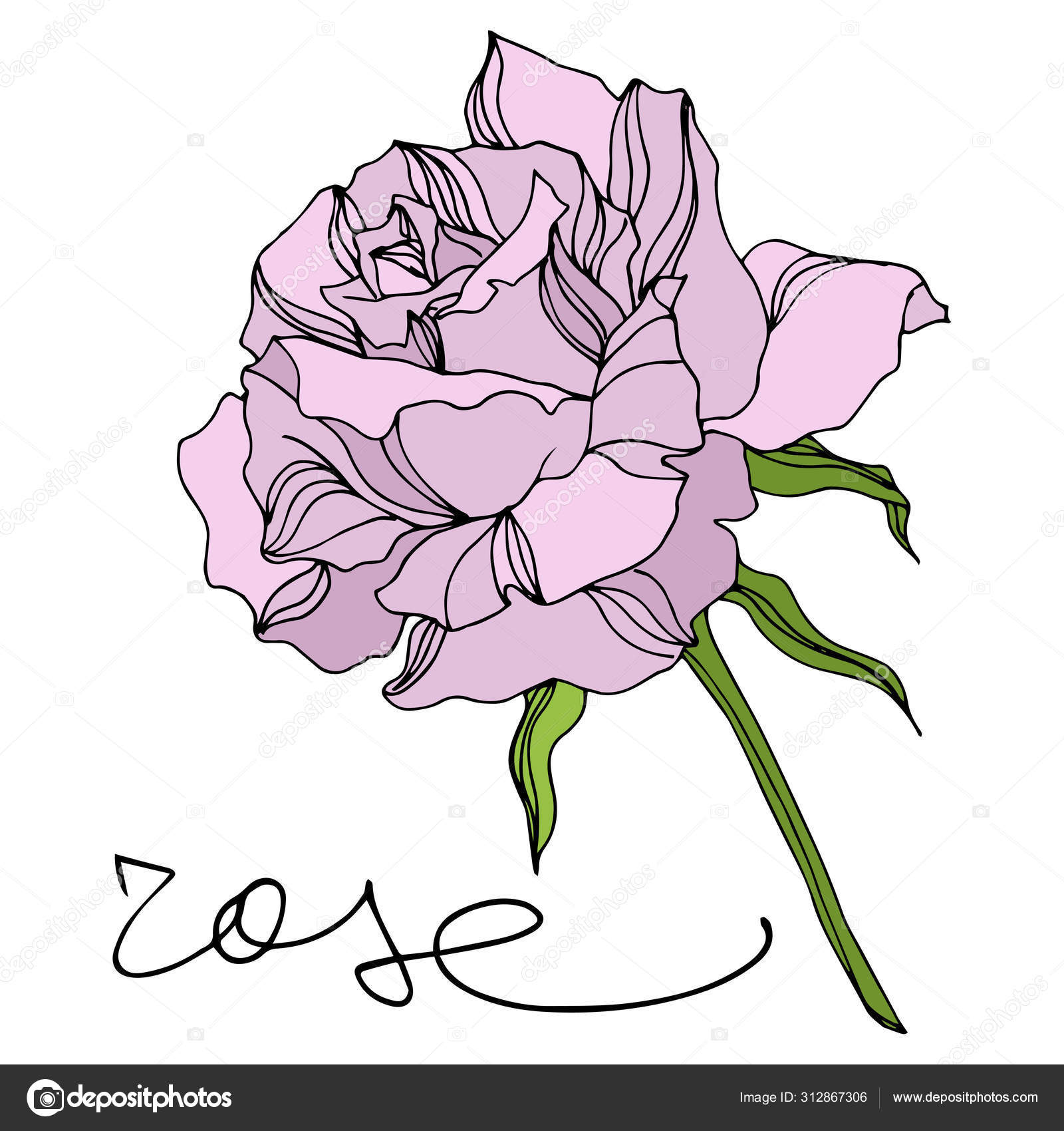 Vector Rose floral botanical flowers. Engraved ink art. Isolated roses ...
