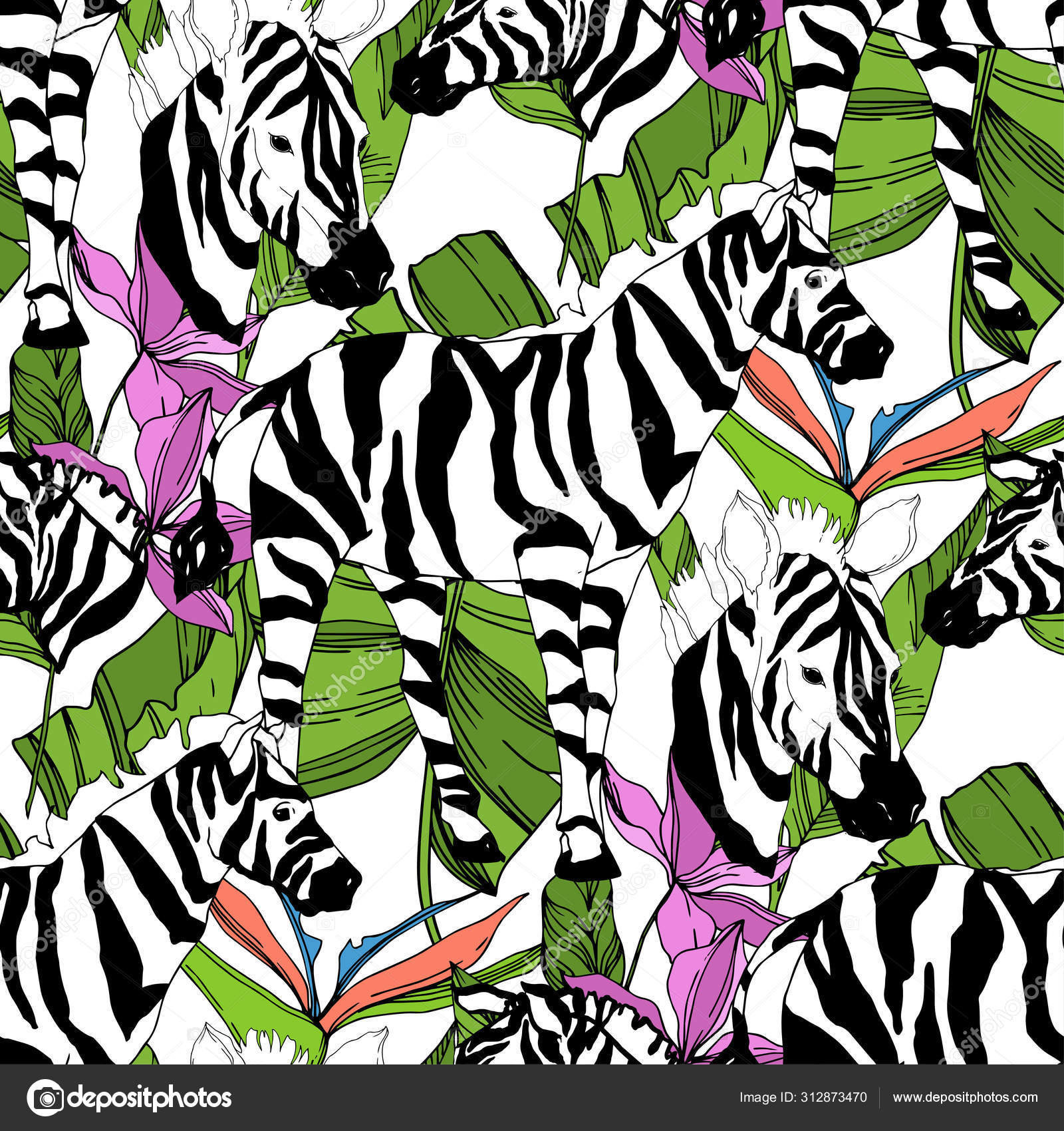 Vector Exotic zebra print wild animal isolated. Black and white ...