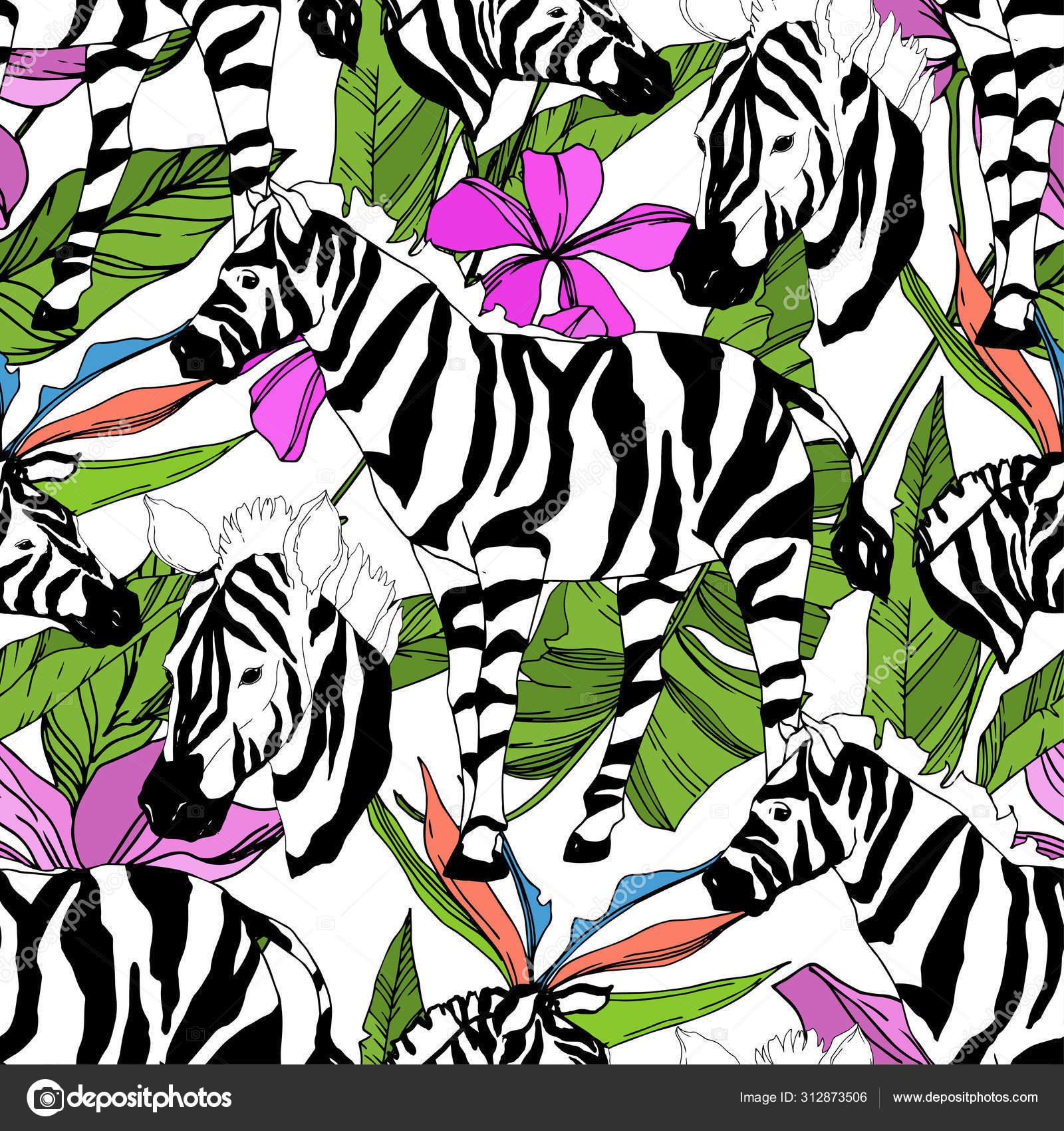 Vector Exotic zebra print wild animal isolated. Black and white ...