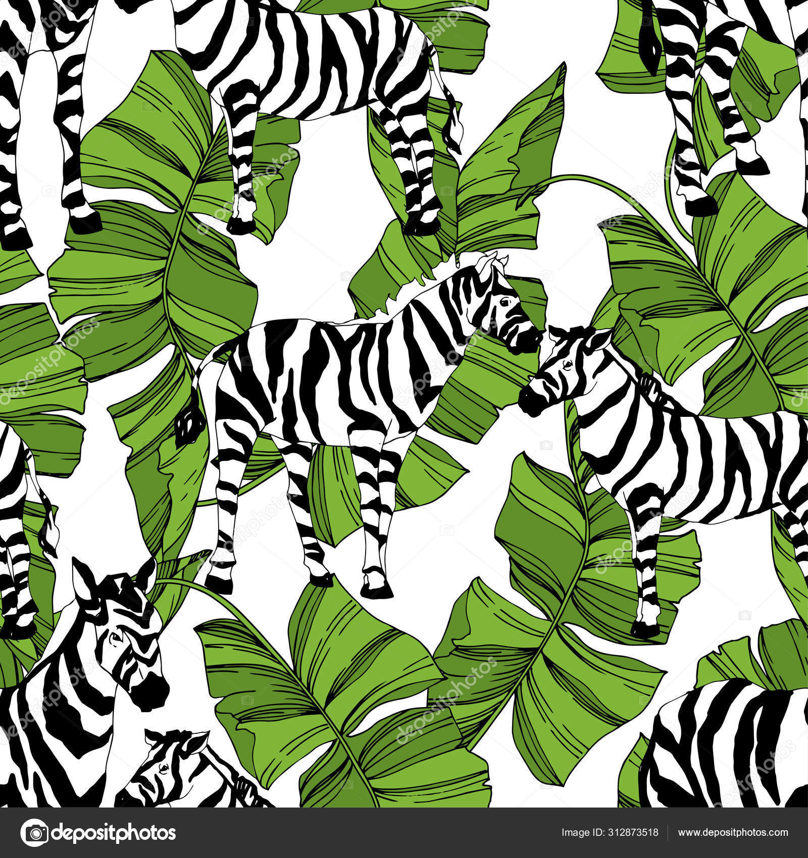 Vector Exotic zebra print wild animal isolated. Black and white ...