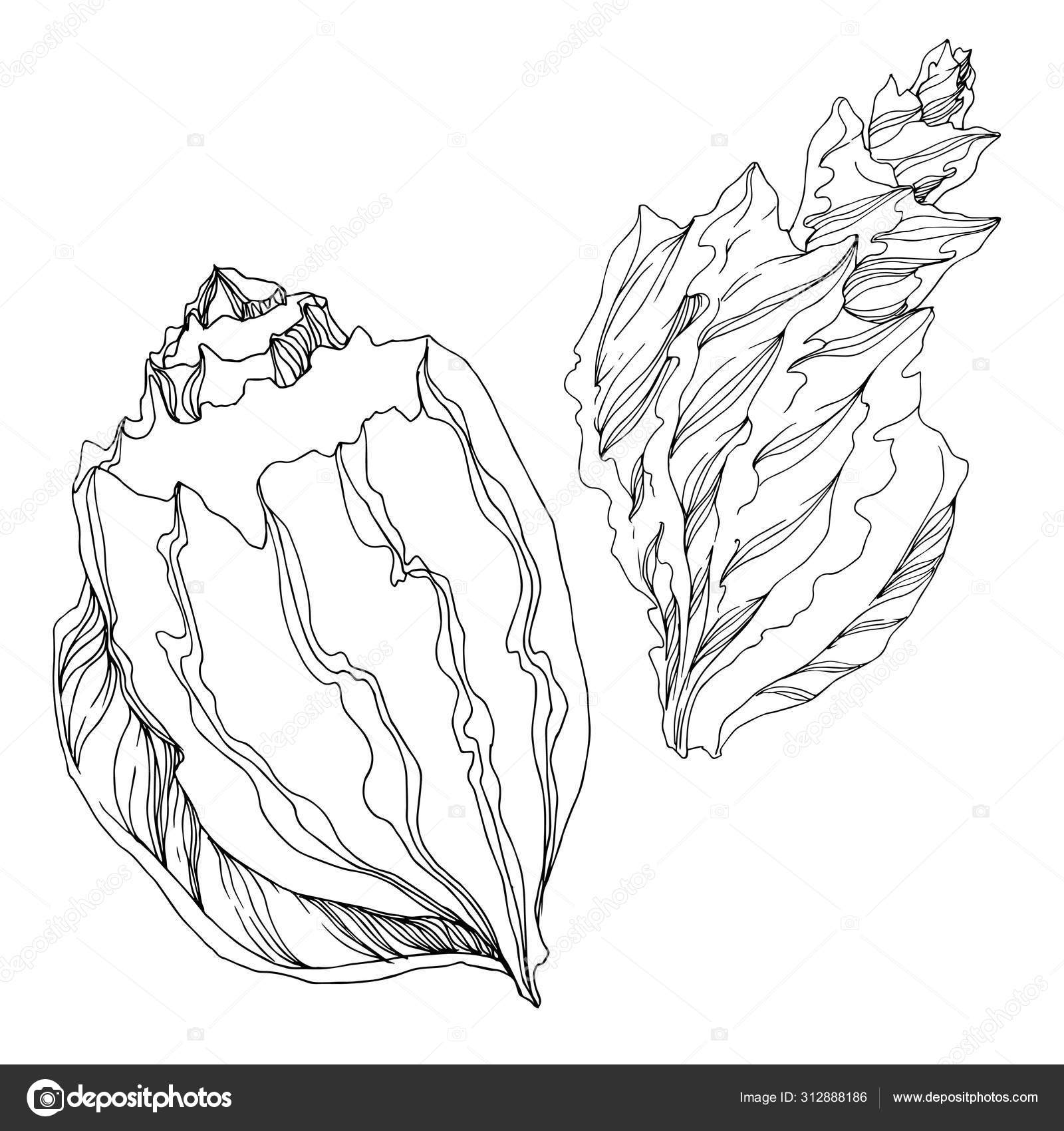 Vector Summer beach seashell tropical elements. Black and white Stock ...