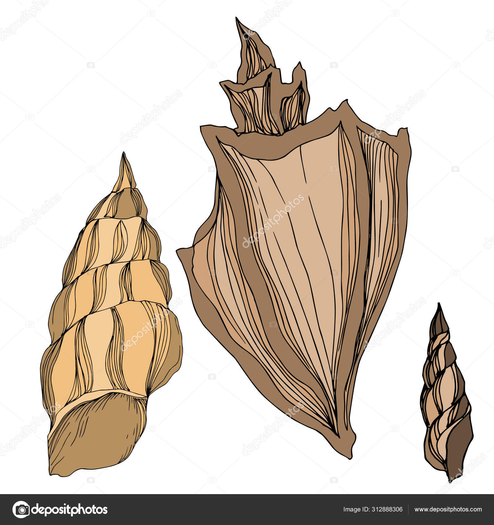 Vector Summer beach seashell tropical elements. Brown beige engr Stock ...