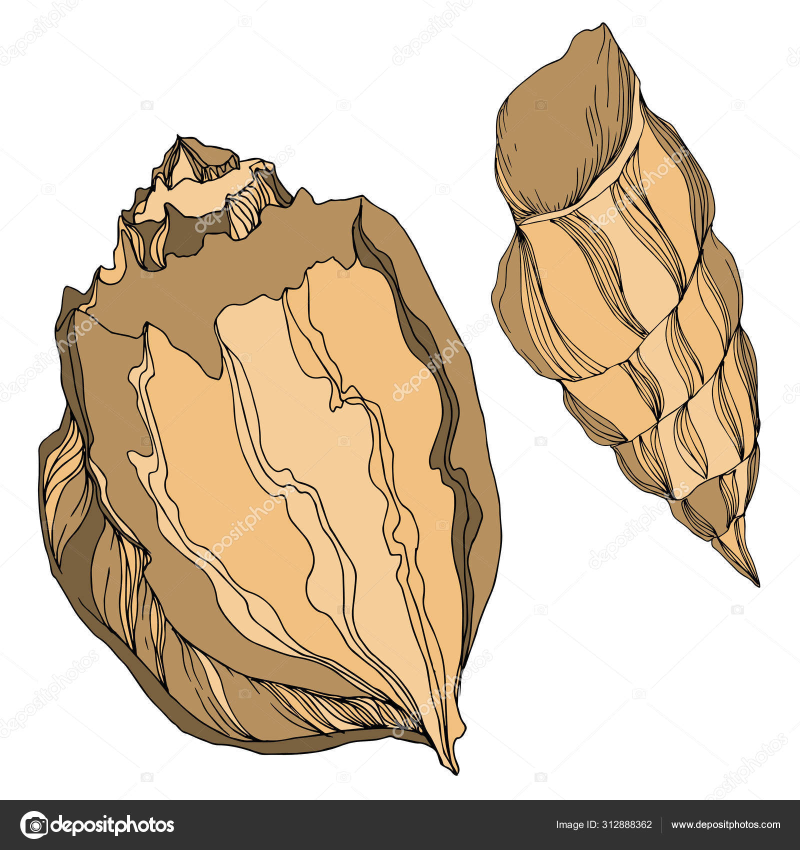 Vector Summer beach seashell tropical elements. Brown beige engr Stock ...