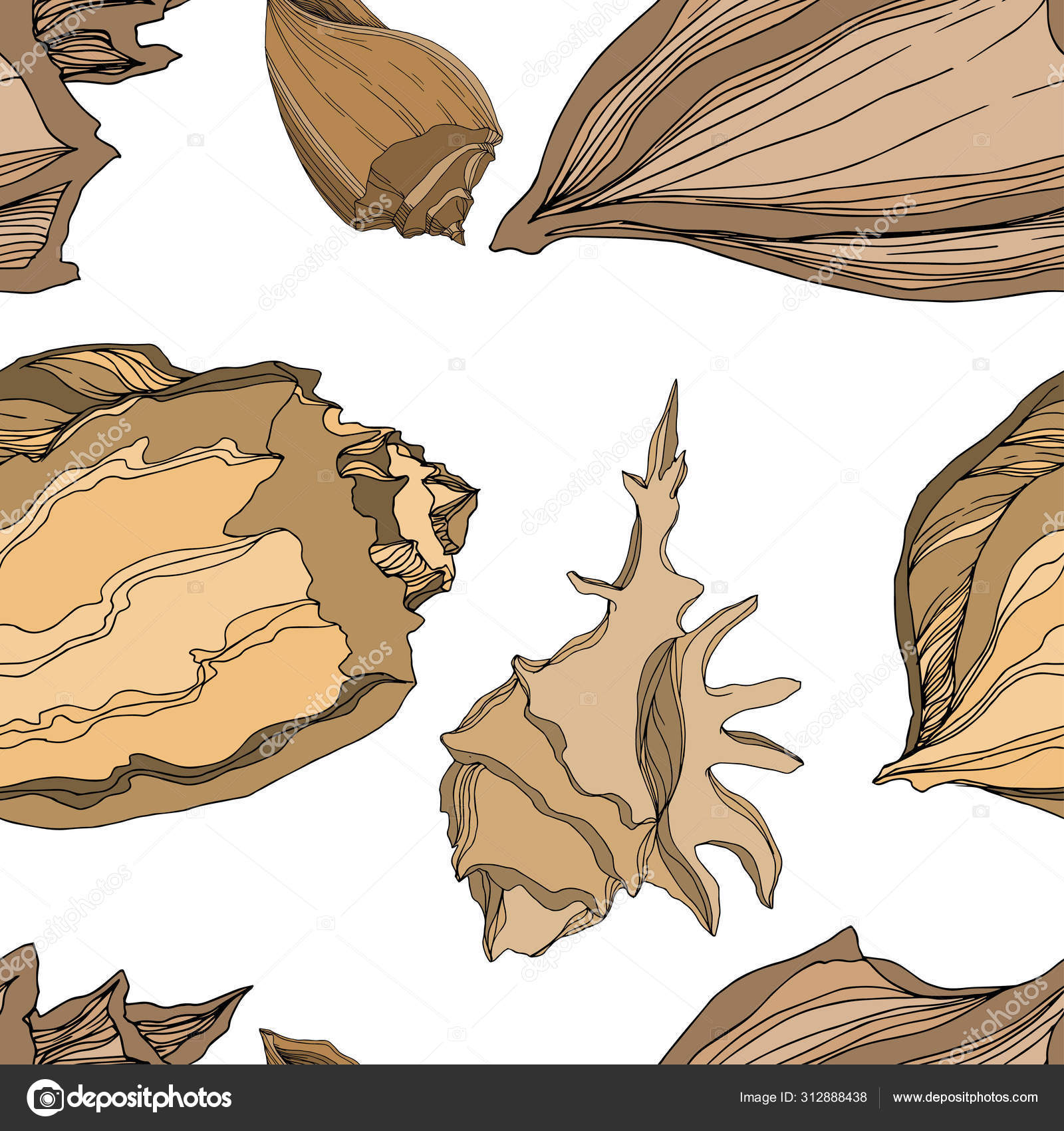 Vector Summer beach seashell tropical elements. Brown beige Engr Stock ...