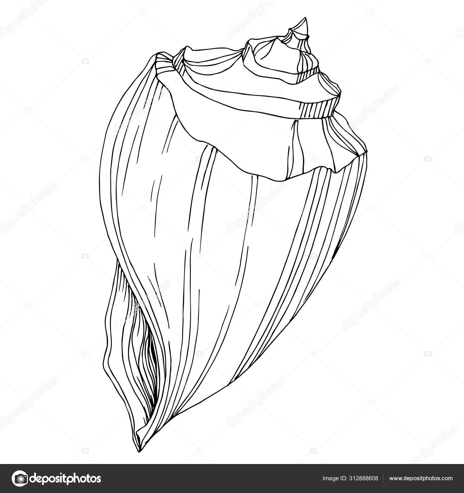 Vector Summer beach seashell tropical elements. Black and white — Stock ...