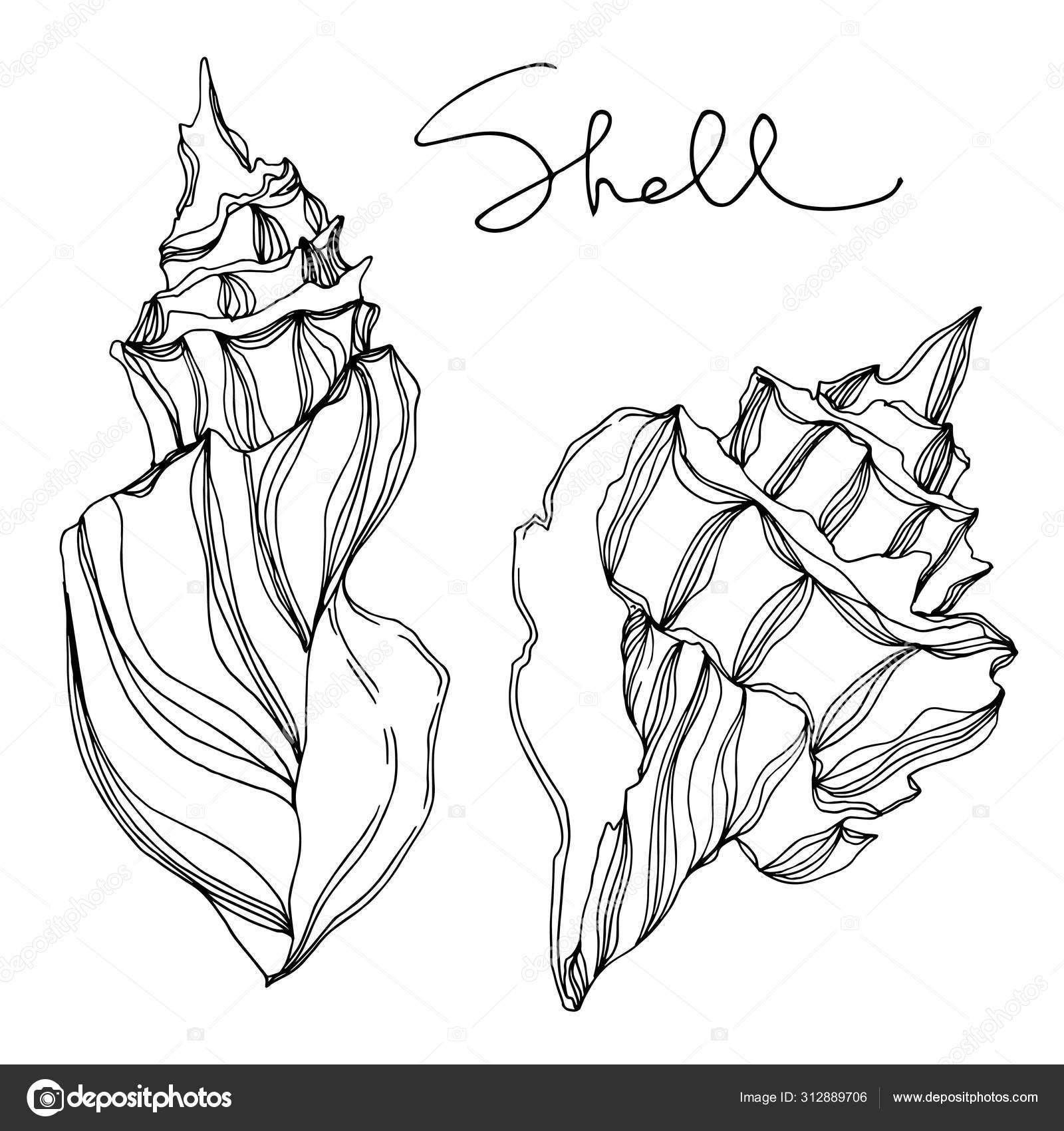 Vector Summer beach seashell tropical elements. Black and white — Stock ...