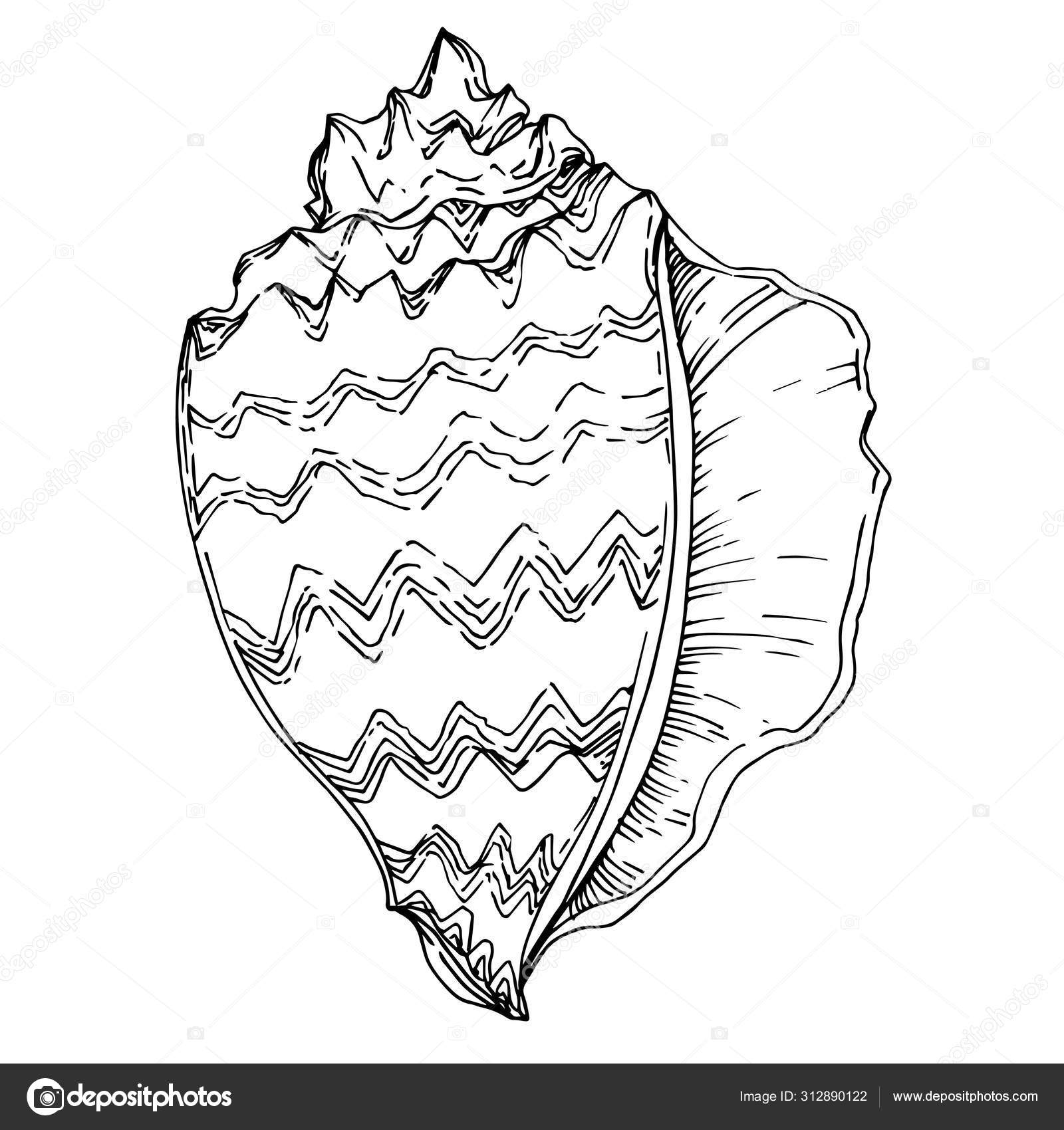 Vector Summer beach seashell tropical elements. Black and white — Stock ...