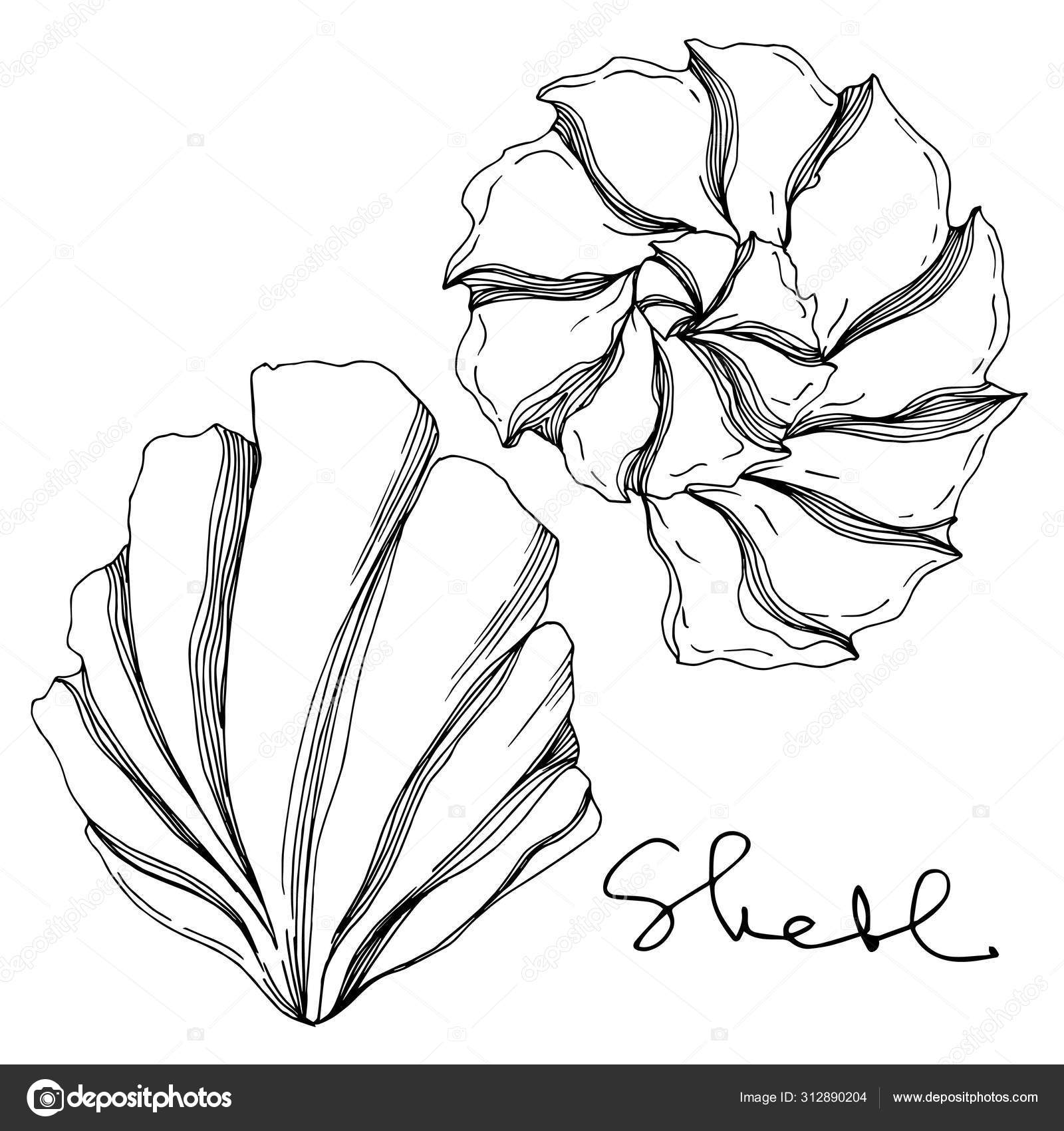 Vector Summer beach seashell tropical elements. Black and white Stock ...