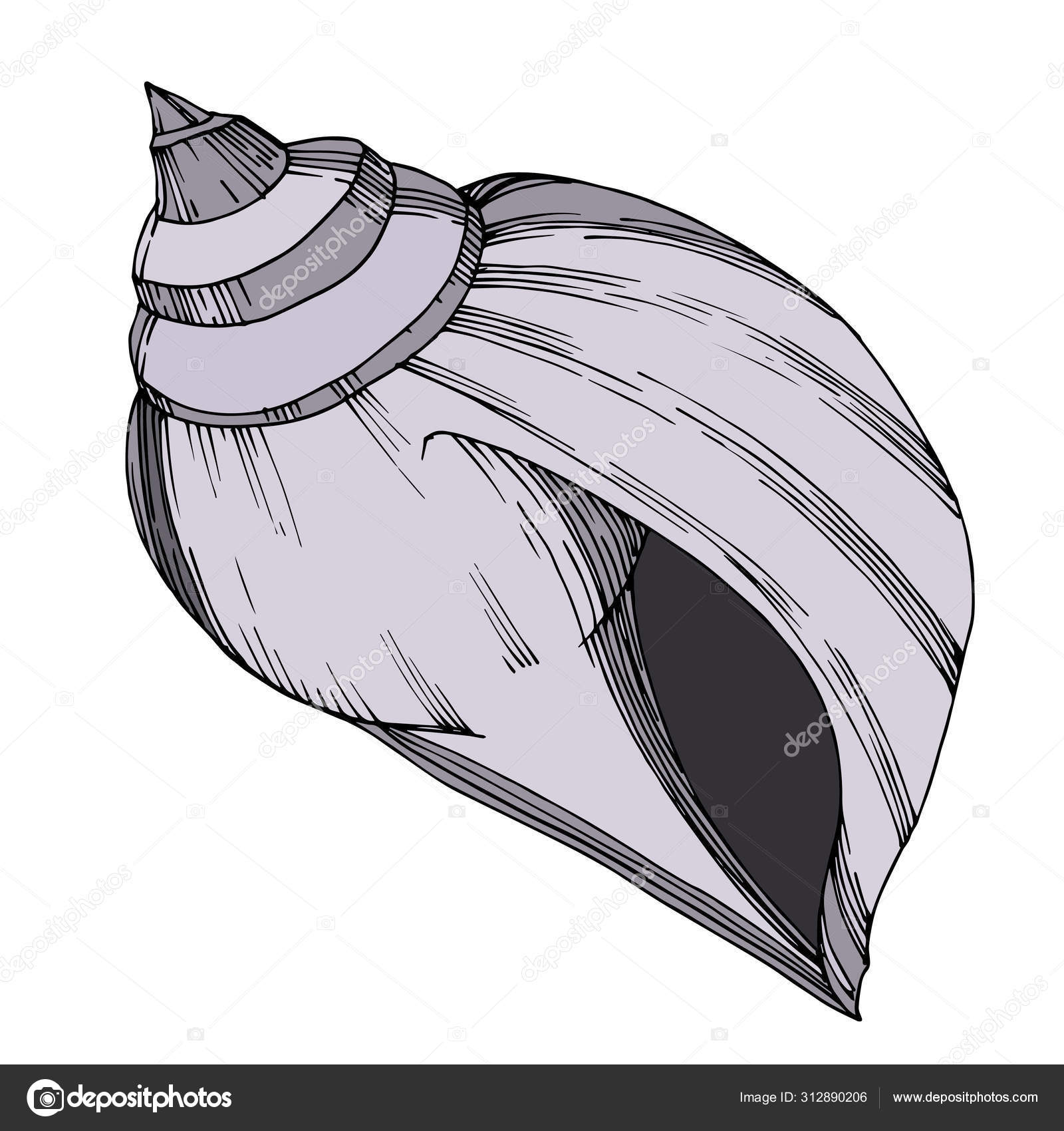 Vector Summer beach seashell tropical elements. Black and white — Stock ...