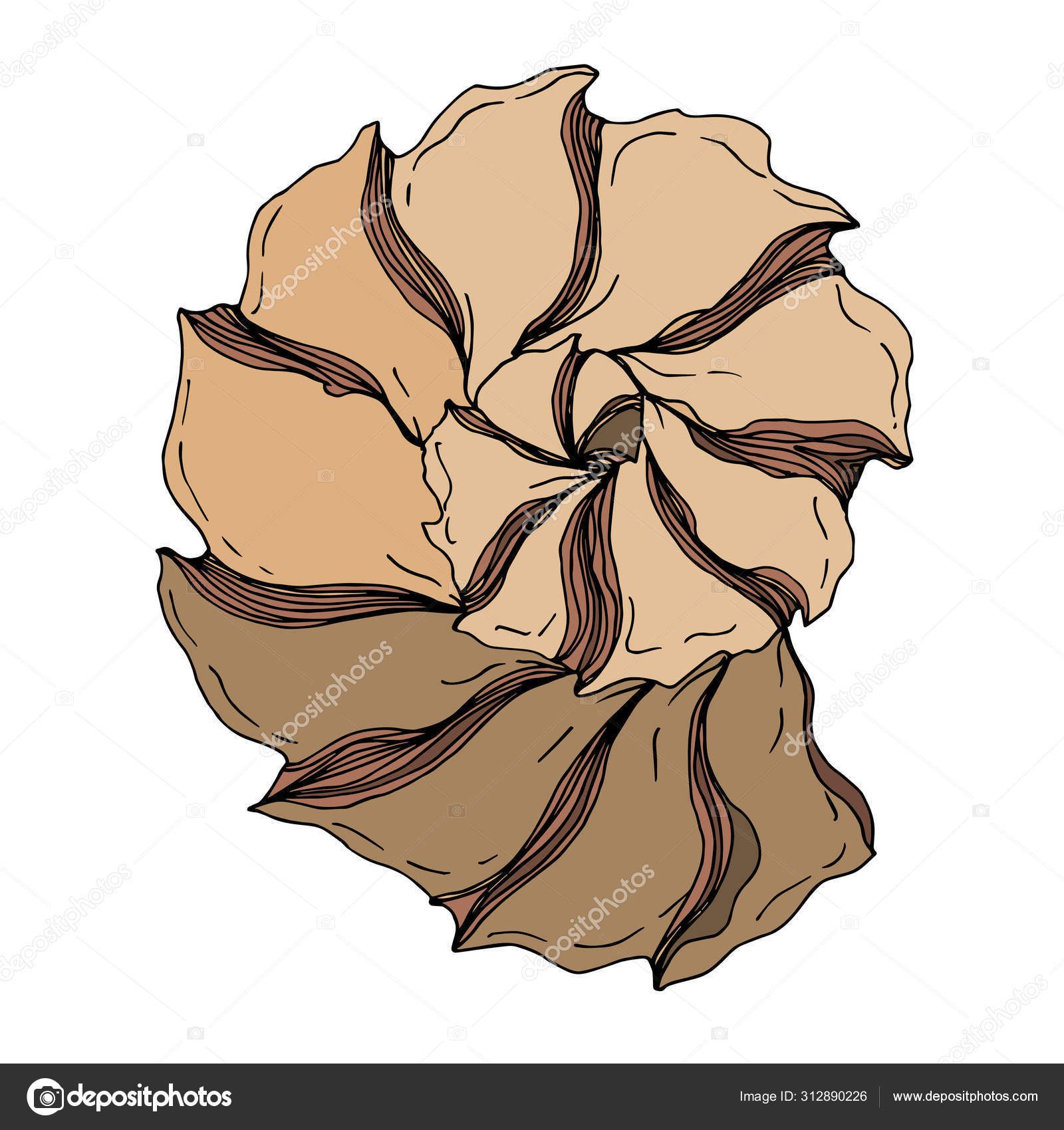 Vector Summer beach seashell tropical elements. Black and white — Stock ...