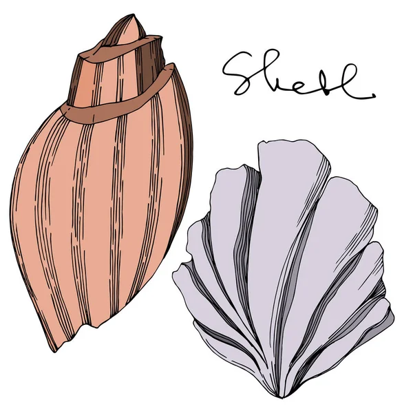 Vector Summer beach seashell tropical elements. Brown beige engr ...