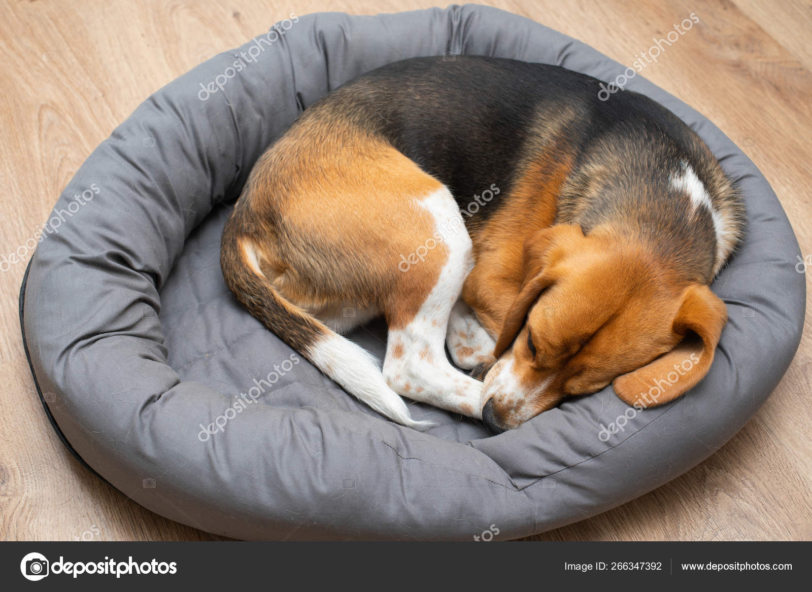 Beagle Puppy Sleeping