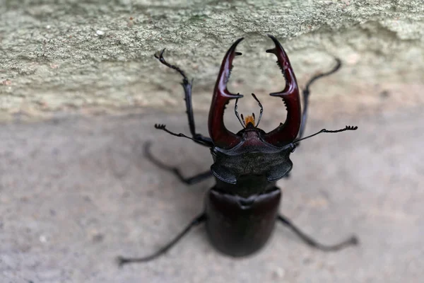 Stag beetle Stock Photos, Royalty Free Stag beetle Images | Depositphotos