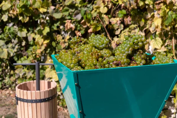 Imágenes de El proceso de elaboración del vino, fotos de El proceso de elaboración del vino sin ...